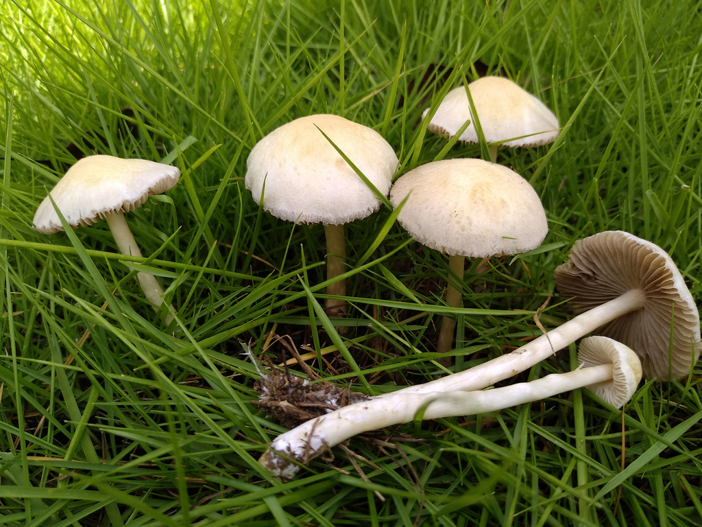 Agrocybe retigera from Qingtian County, Lishui, Zhejiang, Cina on ...