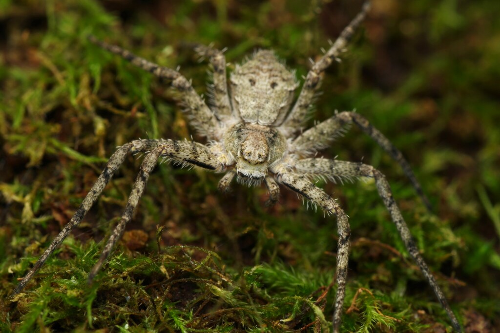 Lichen Running Spider from 19270 Donzenac, France on November 19, 2022 ...
