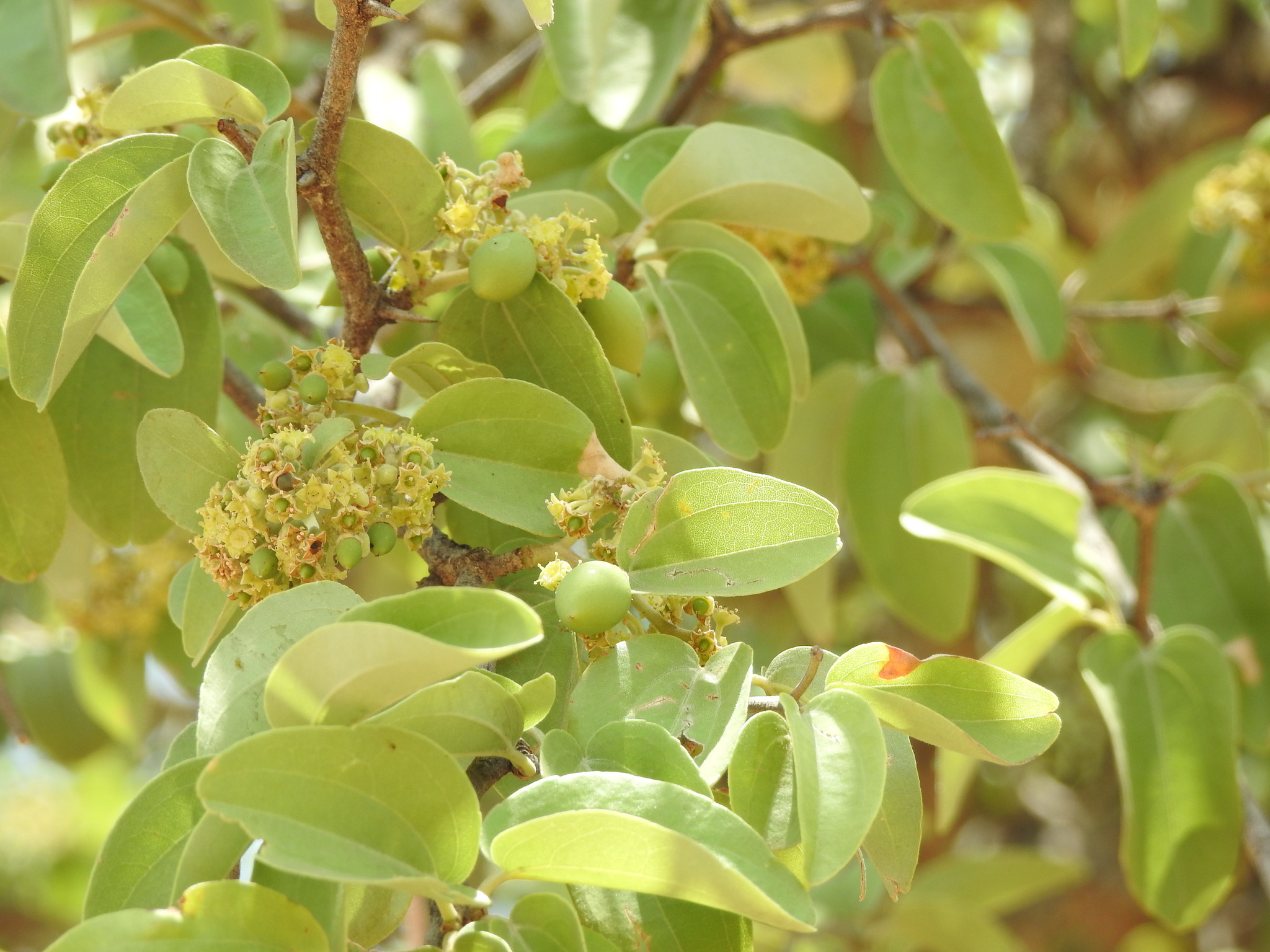 Sarcomphalus mistol (Griseb.) Hauenschild