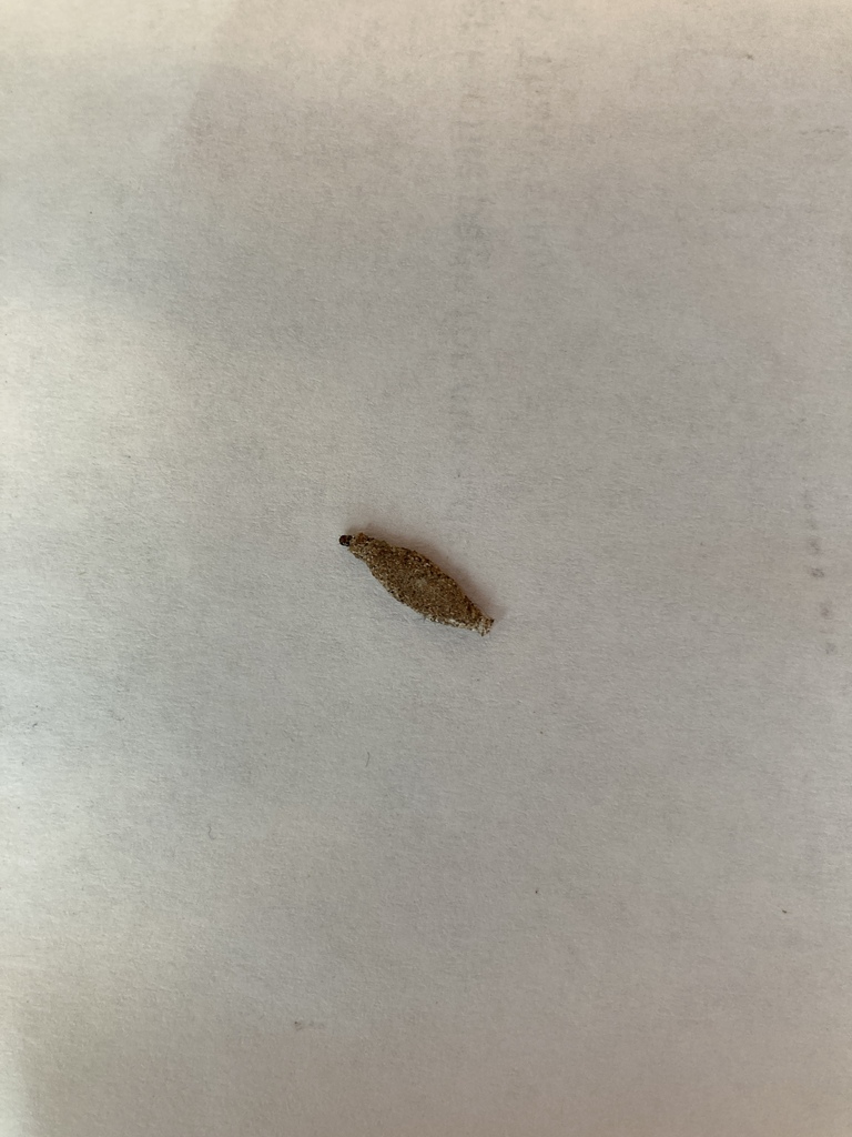 Phereoeca praecox from San Diego, CA, USA on November 19, 2022 at 07:45 ...