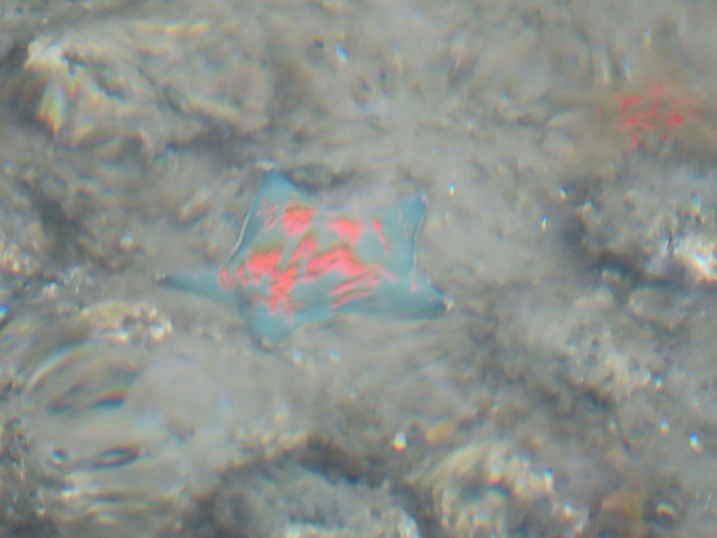 Blue Bat Star from Саканамати, Кесеннума, Мияги 988-0013, Япония on ...