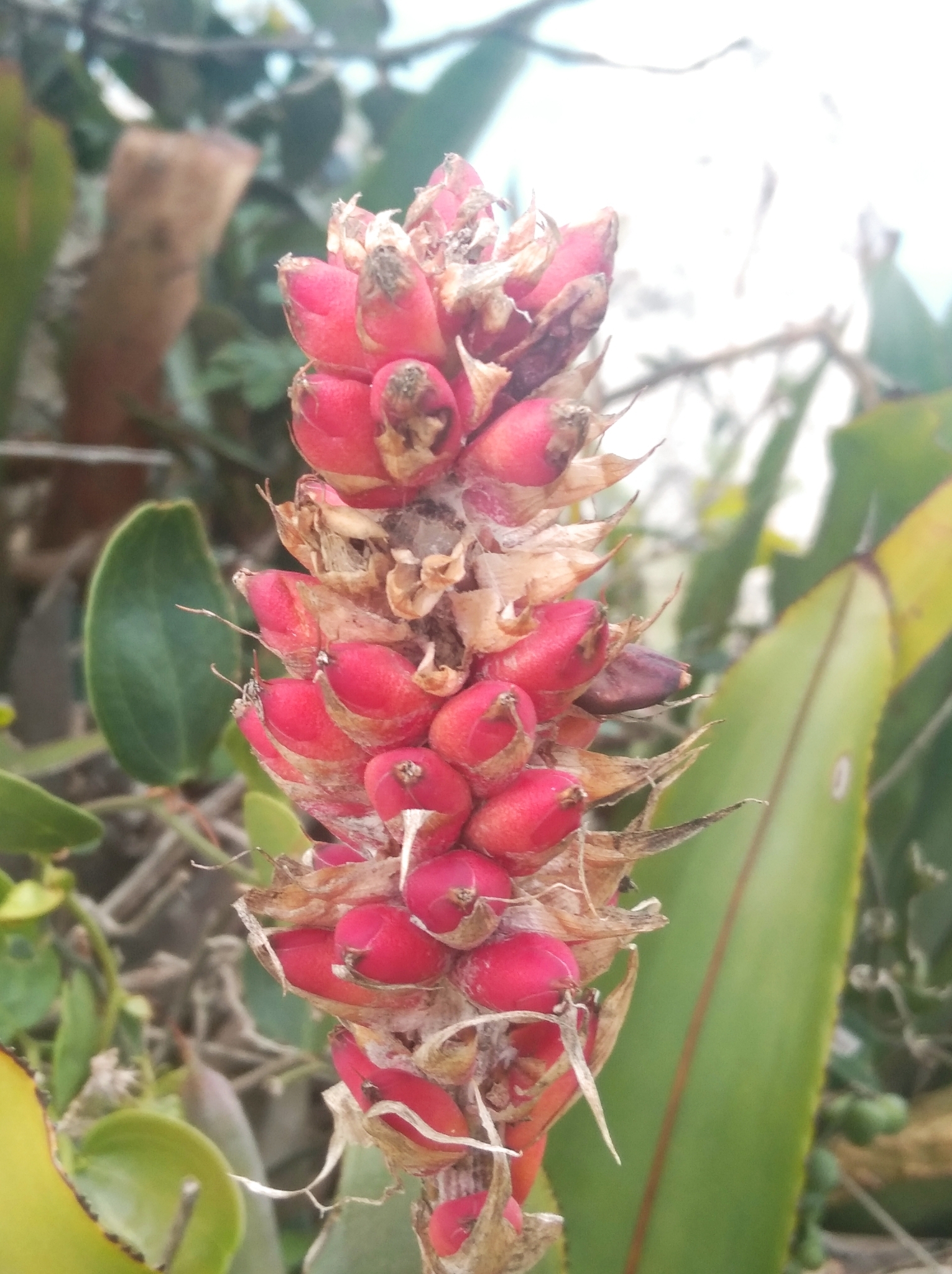 Aechmea comata (Beer) Baker