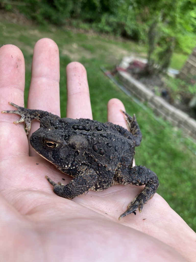 American Toad from Mekenie Ct, Marriottsville, MD, US on June 10, 2022 ...