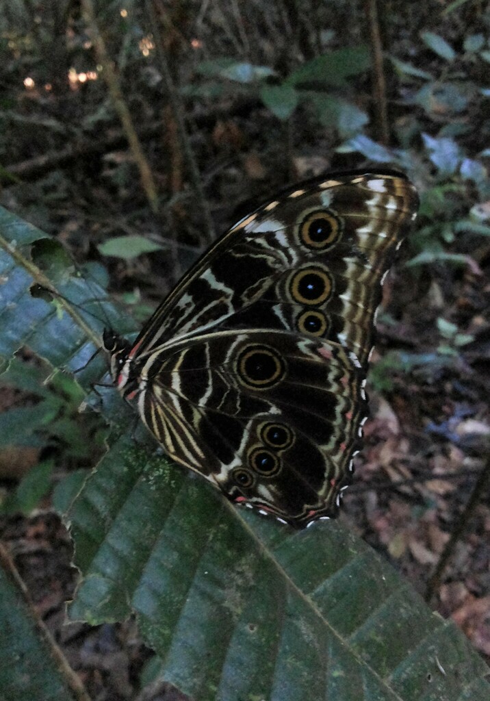 Scarce Morpho from BR-174, S/n - Zona Rural, Pres. Figueiredo - AM ...
