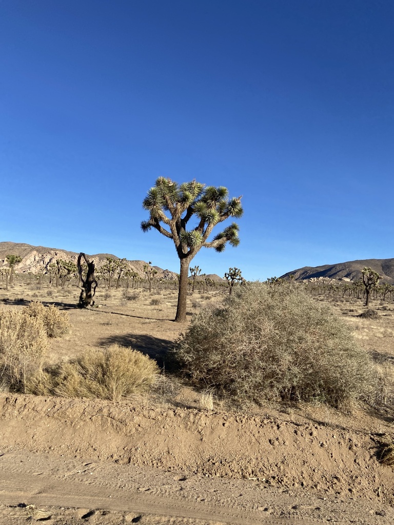 Joshua Tree from Joshua Tree National Park, Desert Hot Springs, CA, US ...