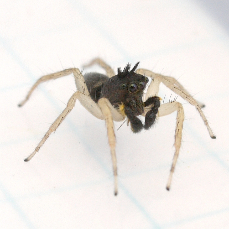 Dimorphic Jumping Spider from Cross Plains, WI 53528, USA on May 29 ...
