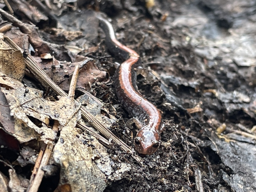 Eastern Red-backed Salamander from Redden Forest Dr, Georgetown, DE, US ...