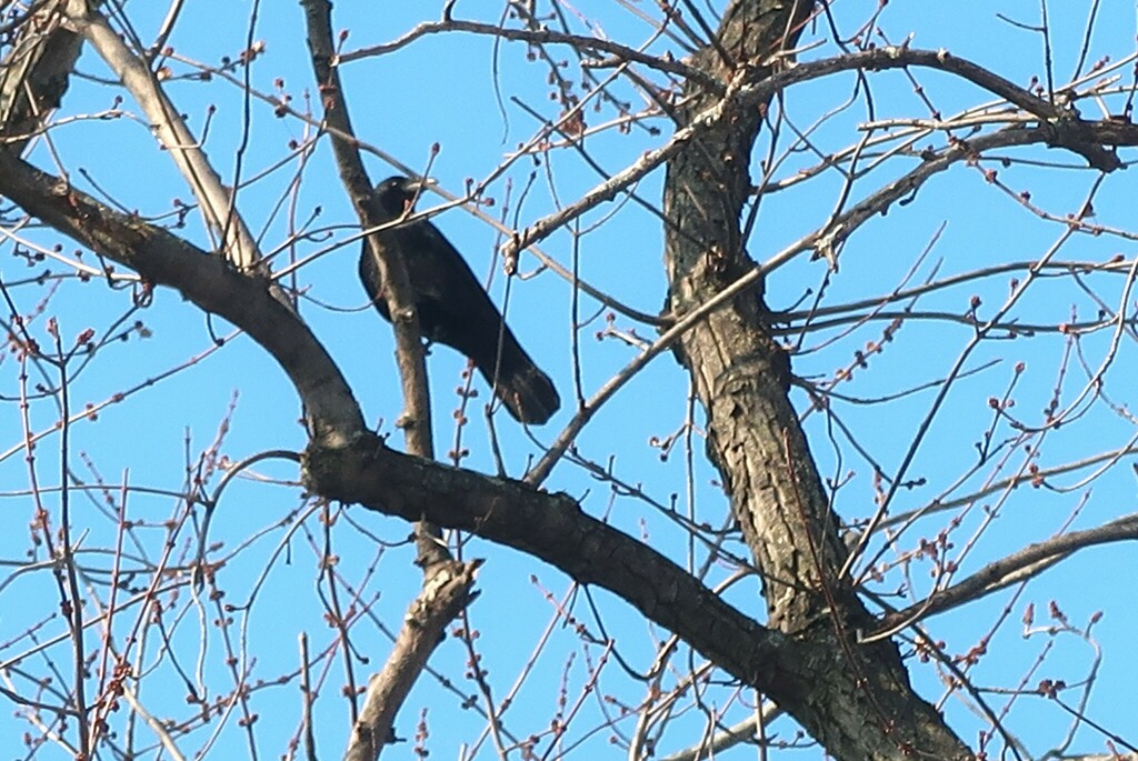 Crows and Ravens from St. Catharines, ON, Canada on November 23, 2022 ...