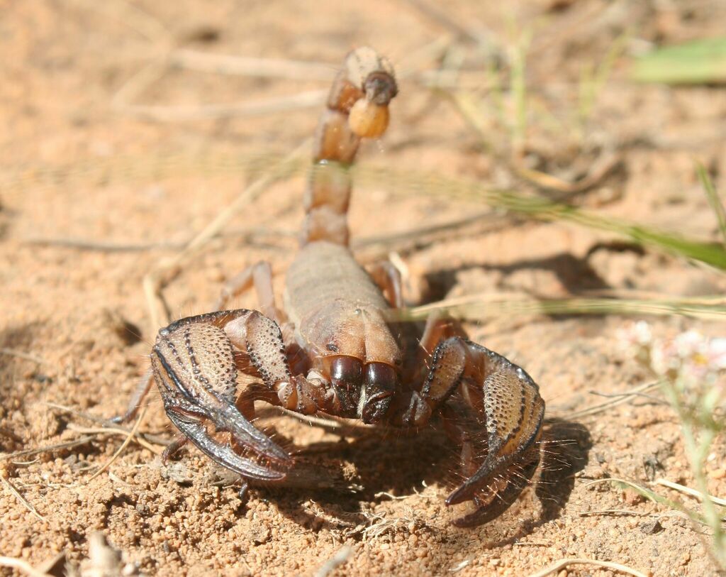 Fynbos Burrowing Scorpion from Greyton, 7233, South Africa on December ...