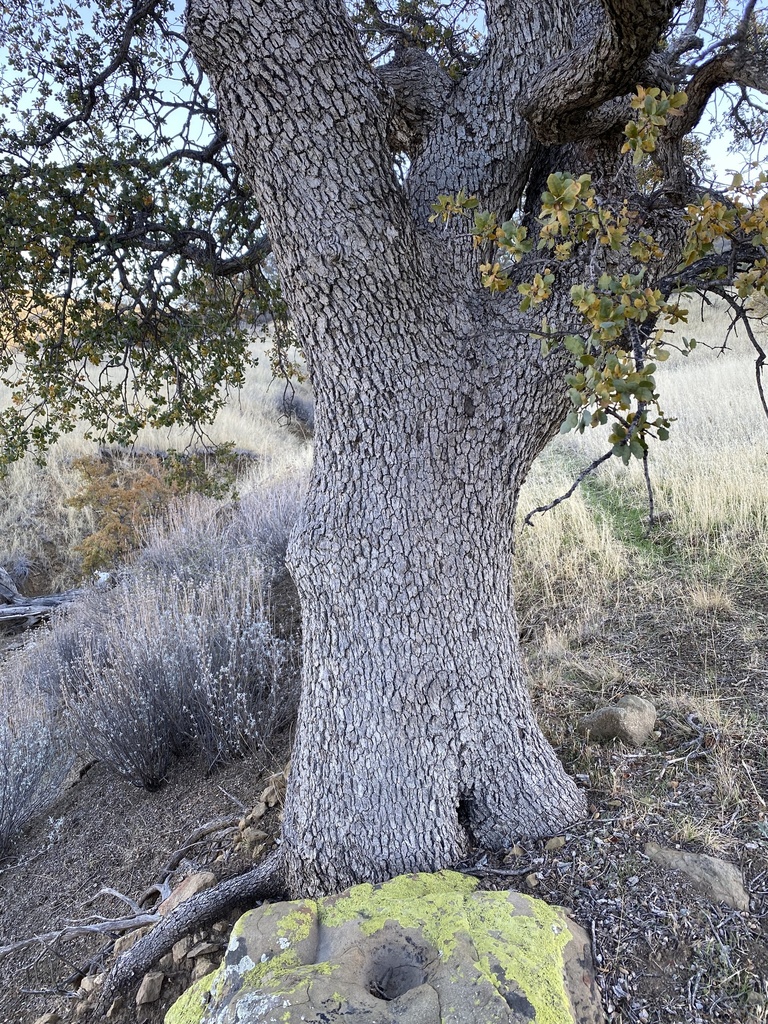 blue oak from Angeles National Forest, Castaic, CA, US on November 24 ...