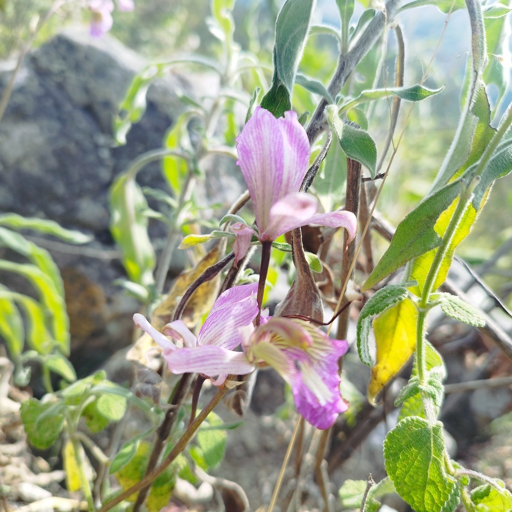 Bletia neglecta from Puebla, Puebla, Mexico on November 24, 2022 at 03: ...