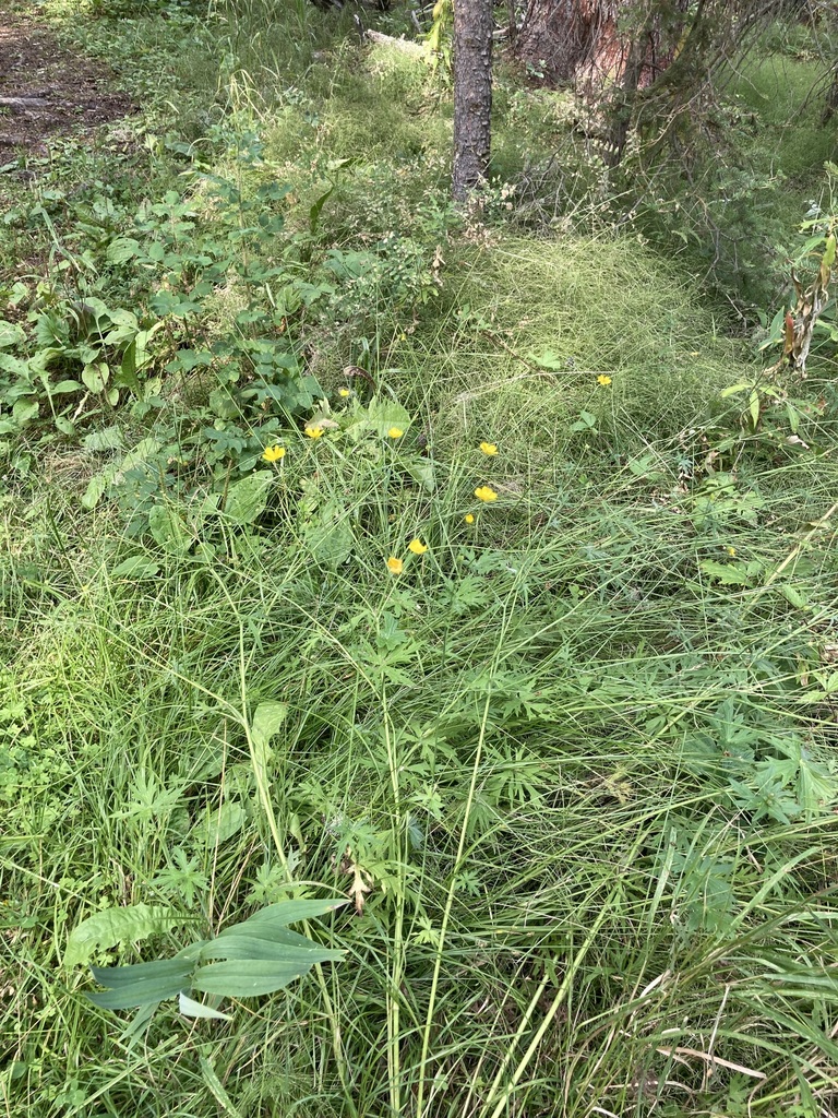 buttercups from Foothills County, AB, Canada on September 11, 2022 at ...
