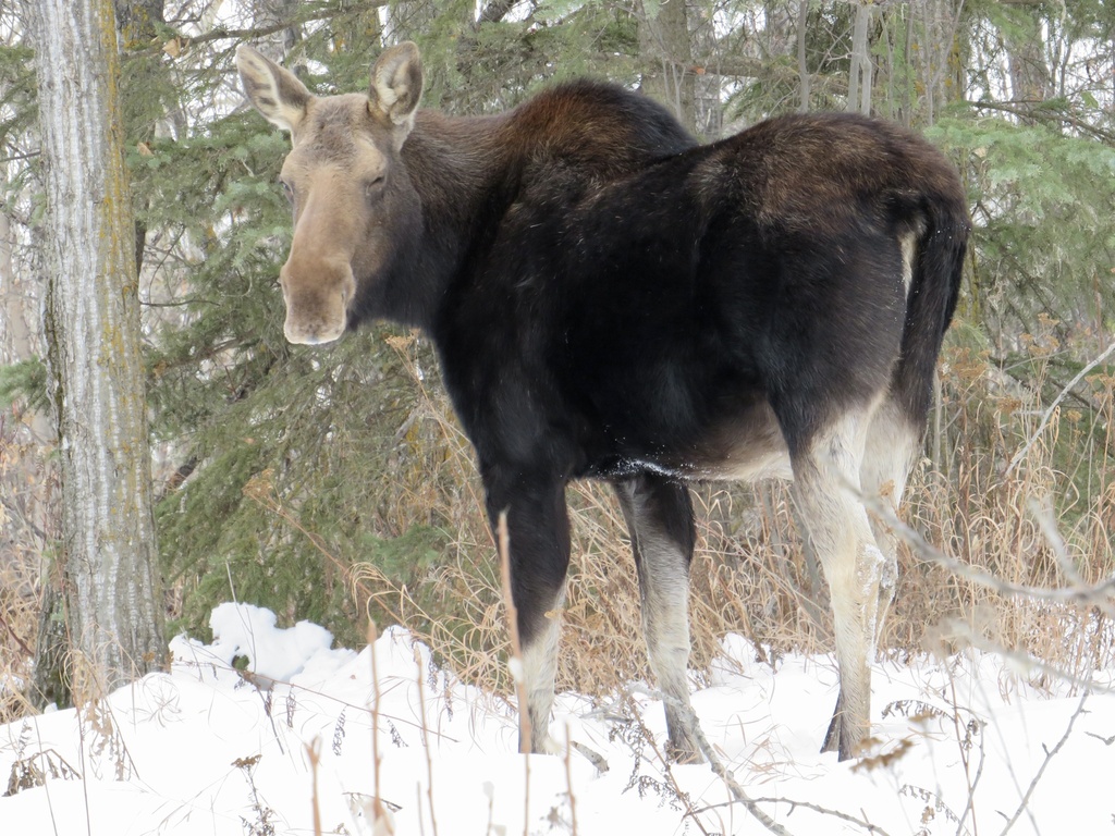Moose from McKenzie Trail, Red Deer, AB, CA on November 22, 2022 at 02: ...