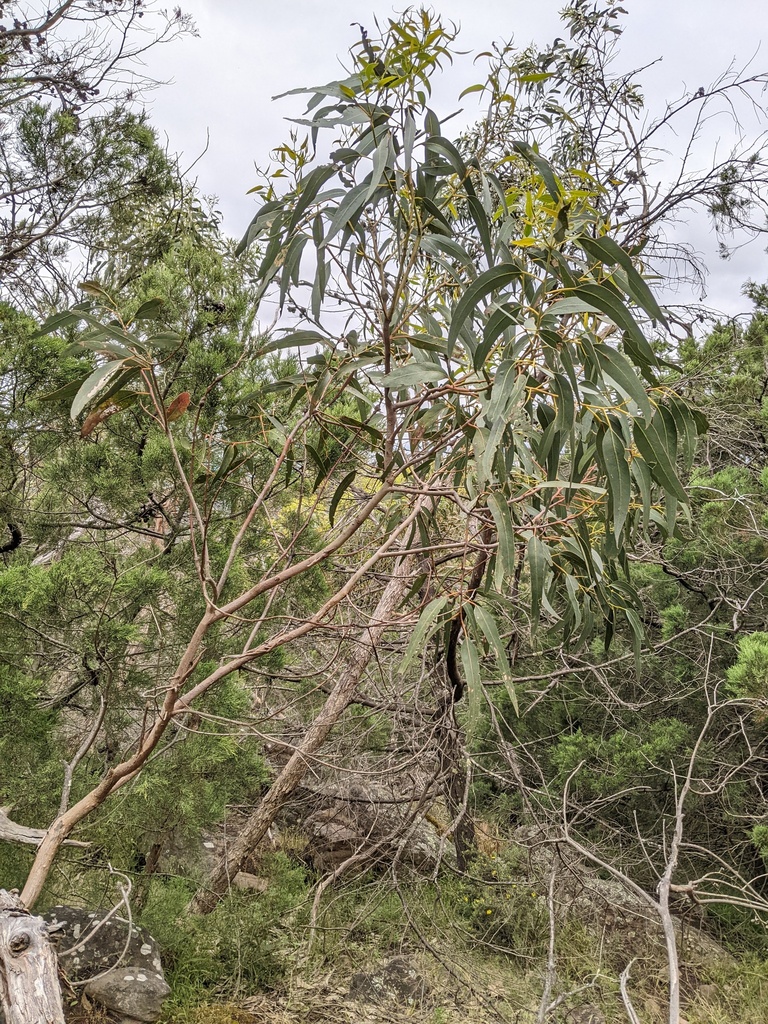 Long-leaved Box from Grampians National Park, N. Grampians - Stawell ...