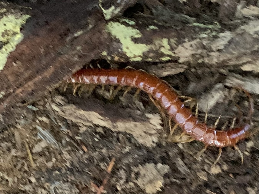 Western Fire Centipede from UCSC Campus Natural Reserve, Santa Cruz, CA ...