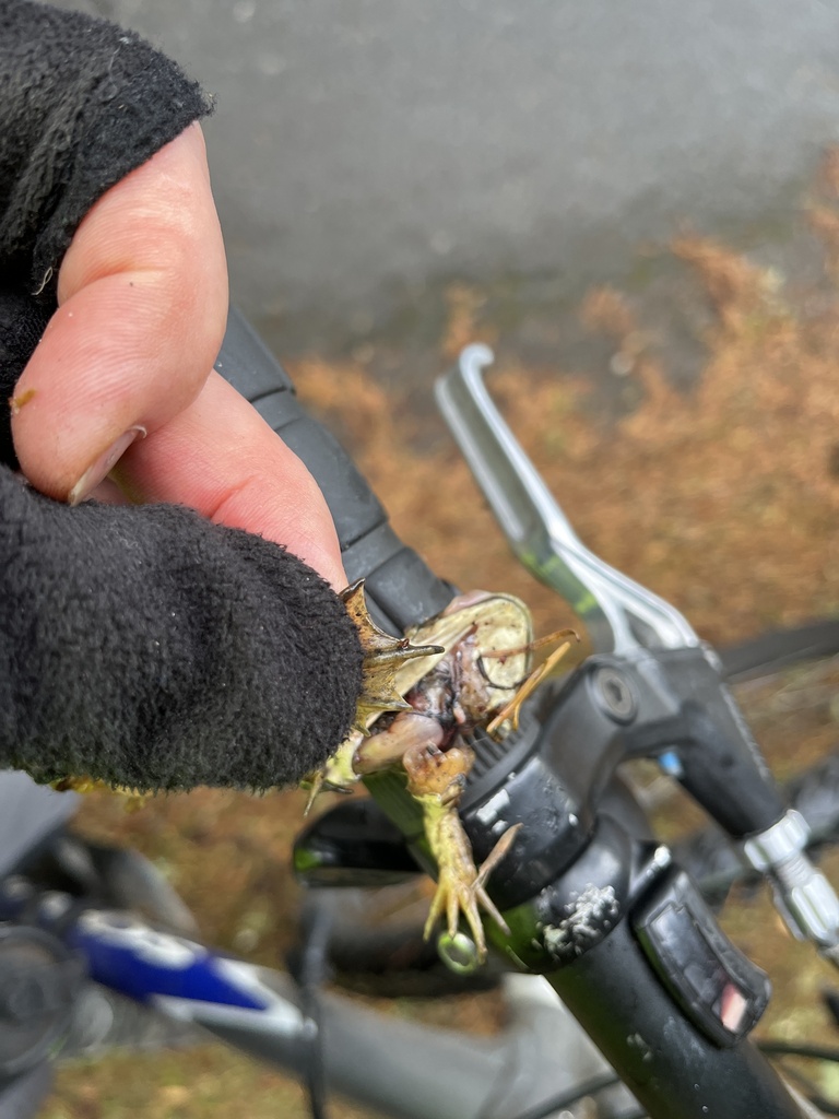 American Bullfrog from King County, US-WA, US on November 24, 2022 at ...