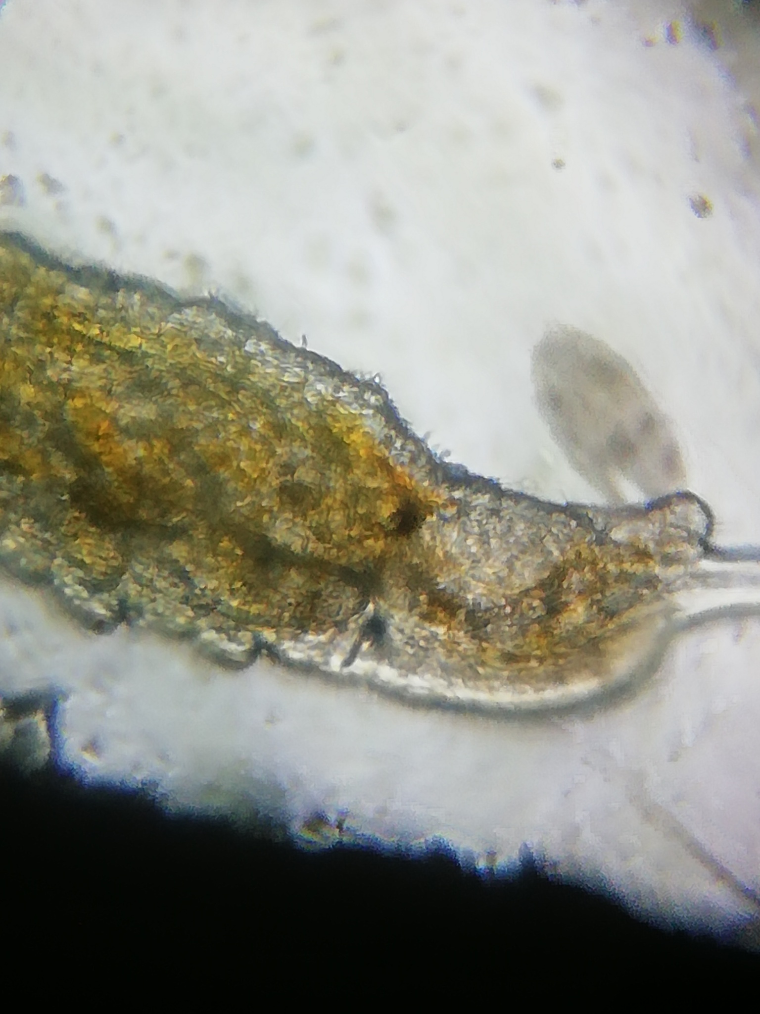 Stylaria lacustris (Linnaeus, 1758)