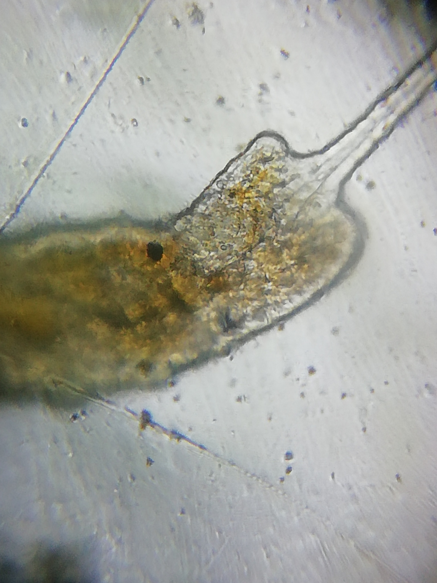 Stylaria lacustris (Linnaeus, 1758)