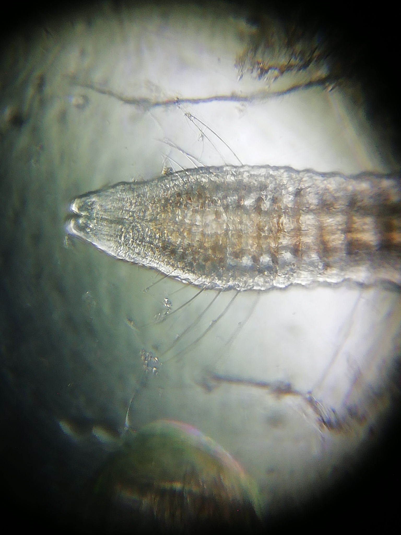 Stylaria lacustris (Linnaeus, 1758)