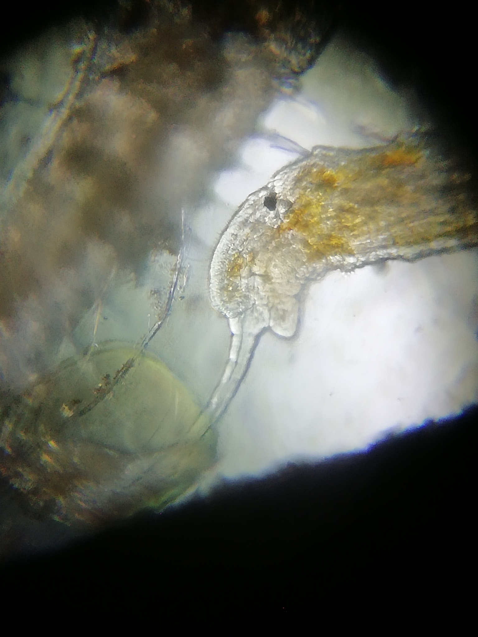 Stylaria lacustris (Linnaeus, 1758)