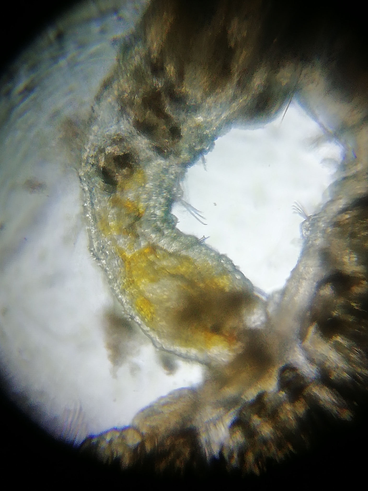 Stylaria lacustris (Linnaeus, 1758)