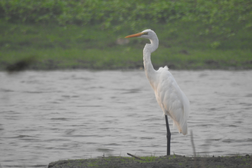 Great Egret from Walayar Dam on March 19, 2022 at 06:57 AM by Manoj ...