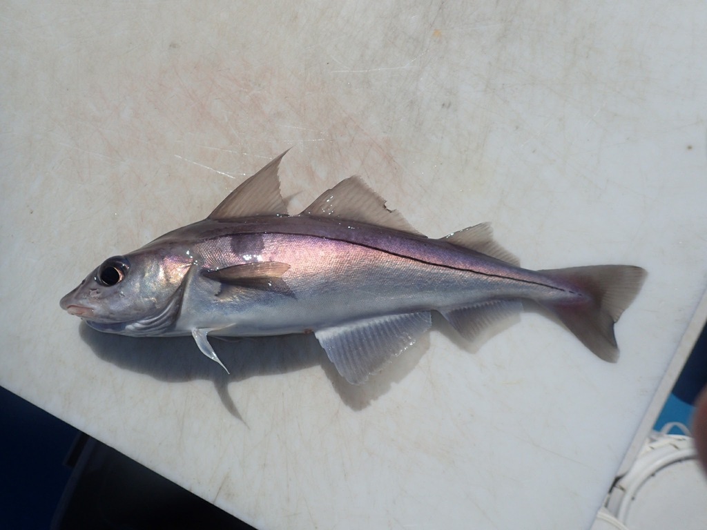 Haddock in April 2017 by Michael Verdirame · iNaturalist