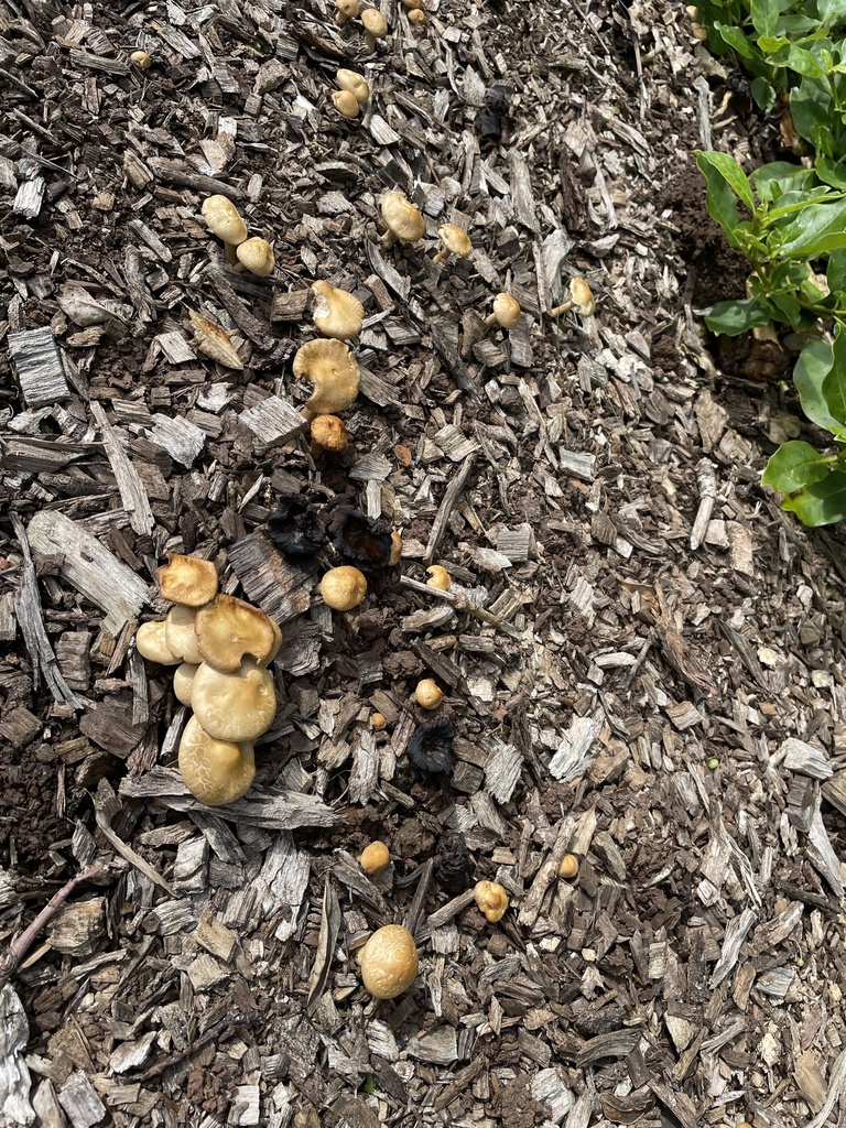 Mulch Fieldcap in November 2022 by Daughter of Umay · iNaturalist