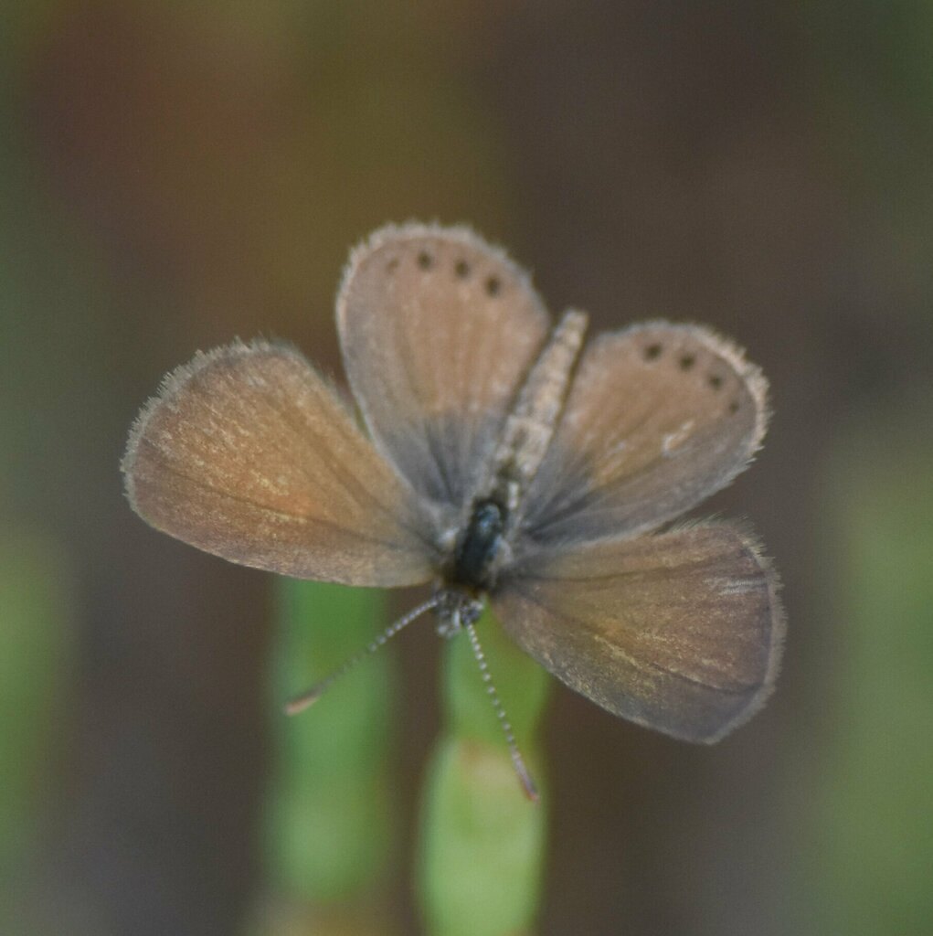Eastern Pygmy-Blue from Monroe County, FL, USA on November 23, 2022 at ...