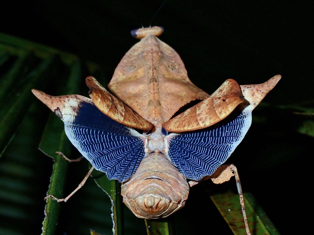 Philippine Dead Leaf Mantis from Palawan, Philippines on November 22 ...