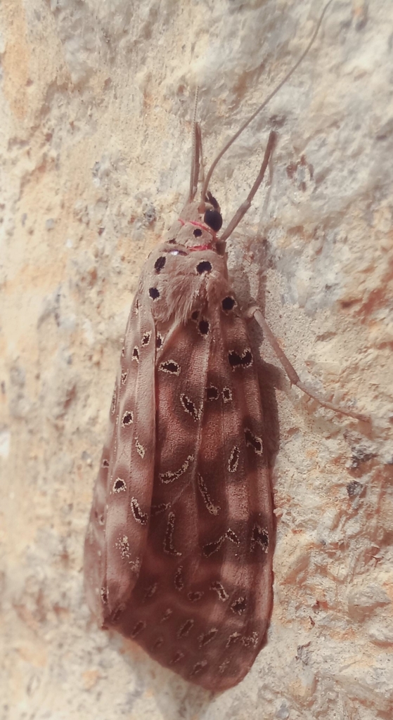 Mangina syringa from Block-29, GOOD EARTH MALHAR RESONANCE, Bengaluru ...