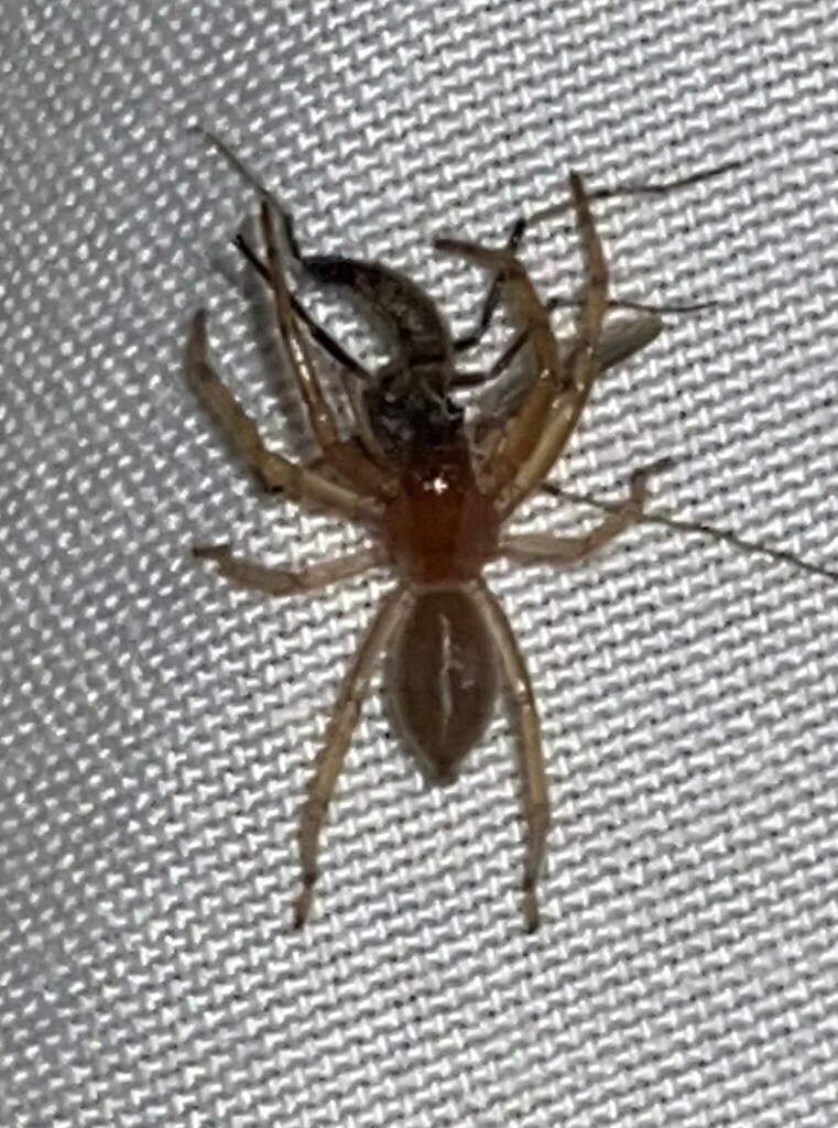 Trachelas from Isaac Creek Campground, Monroe County, AL, USA on August ...