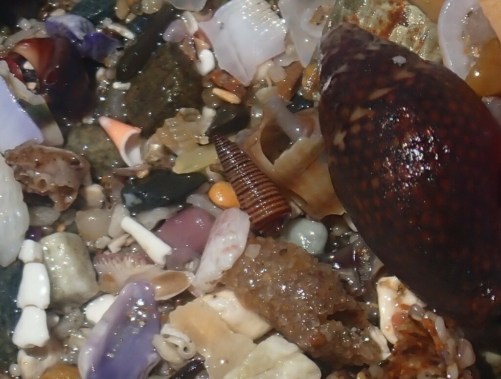 Triphorid Snails from Mullaway Headland NSW 2456, Australia on November ...