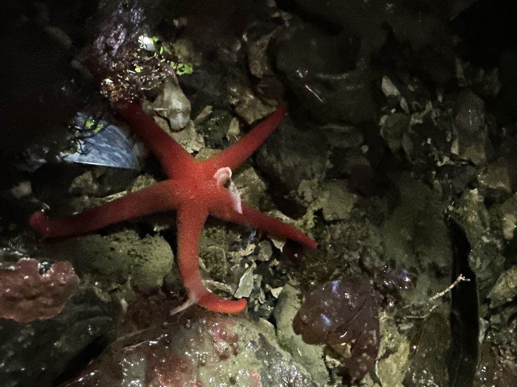 Blood Stars from Northwest Pass, WA, US on November 24, 2022 at 10:19 ...