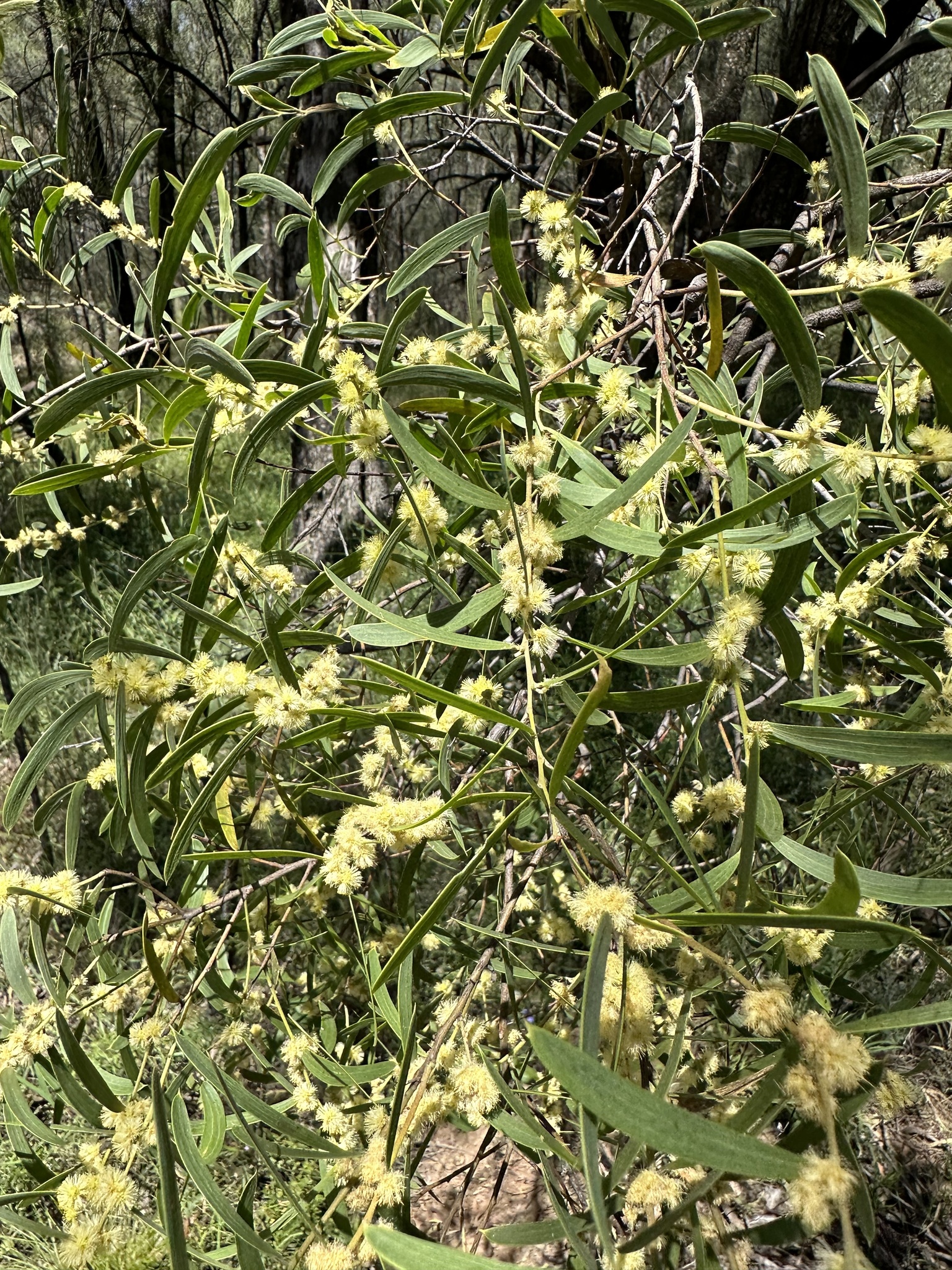 Acacia oswaldii F.Muell.