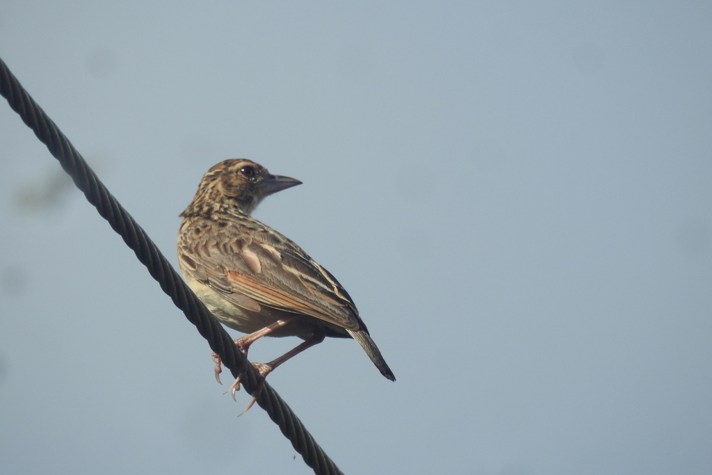Birds from Mahe, Puducherry, India on June 01, 2022 at 04:28 PM by ...