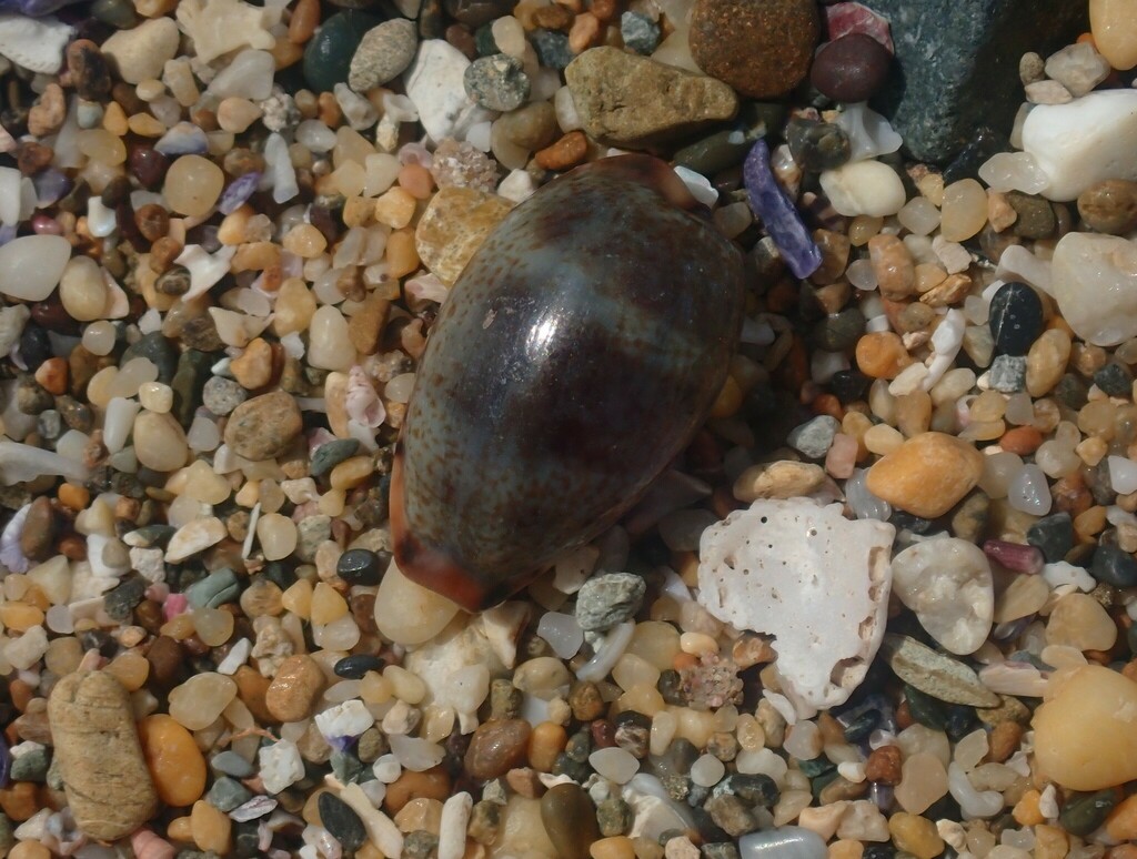 yellow-toothed cowrie from Woolgoolga NSW 2456, Australia on November ...