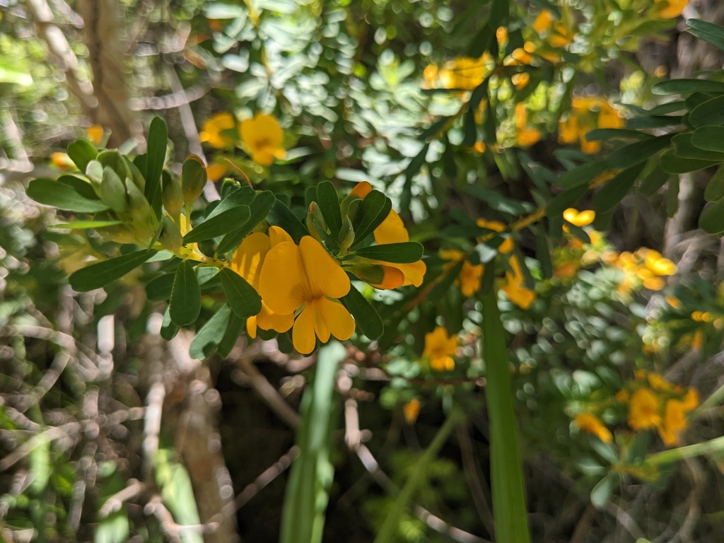 Pultenaea euchila from Pinny Beach NSW 2281, Australia on November 25 ...