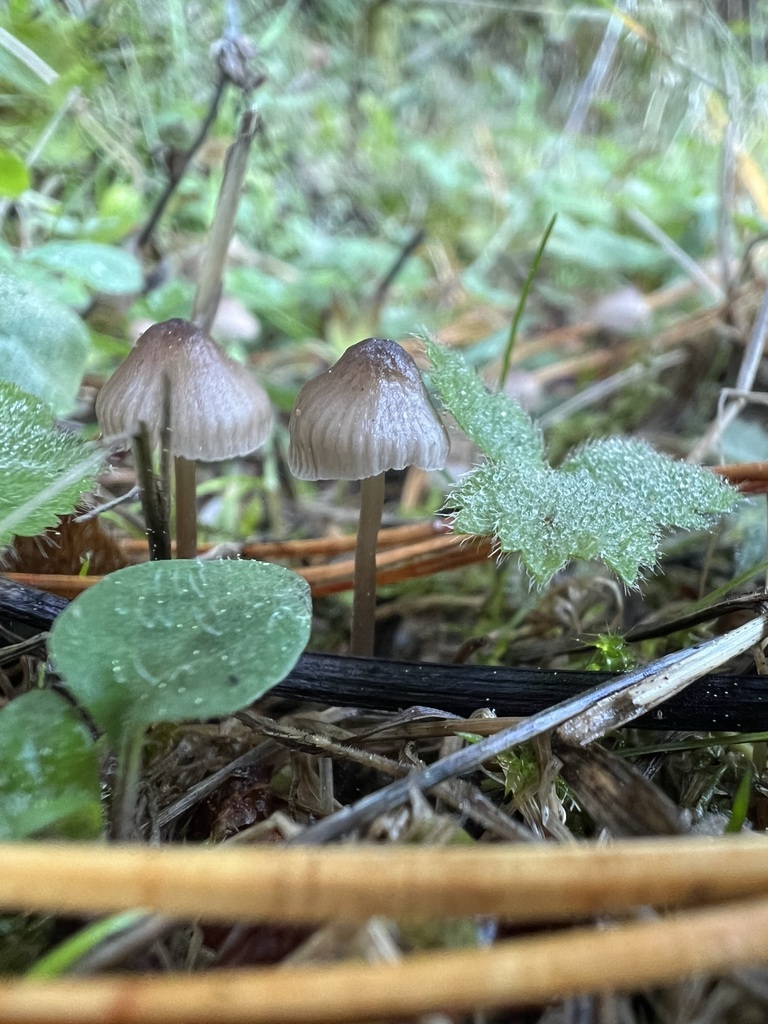 Bonnets from Sylvan - Highlands, Portland, OR, USA on 14 November, 2022 ...