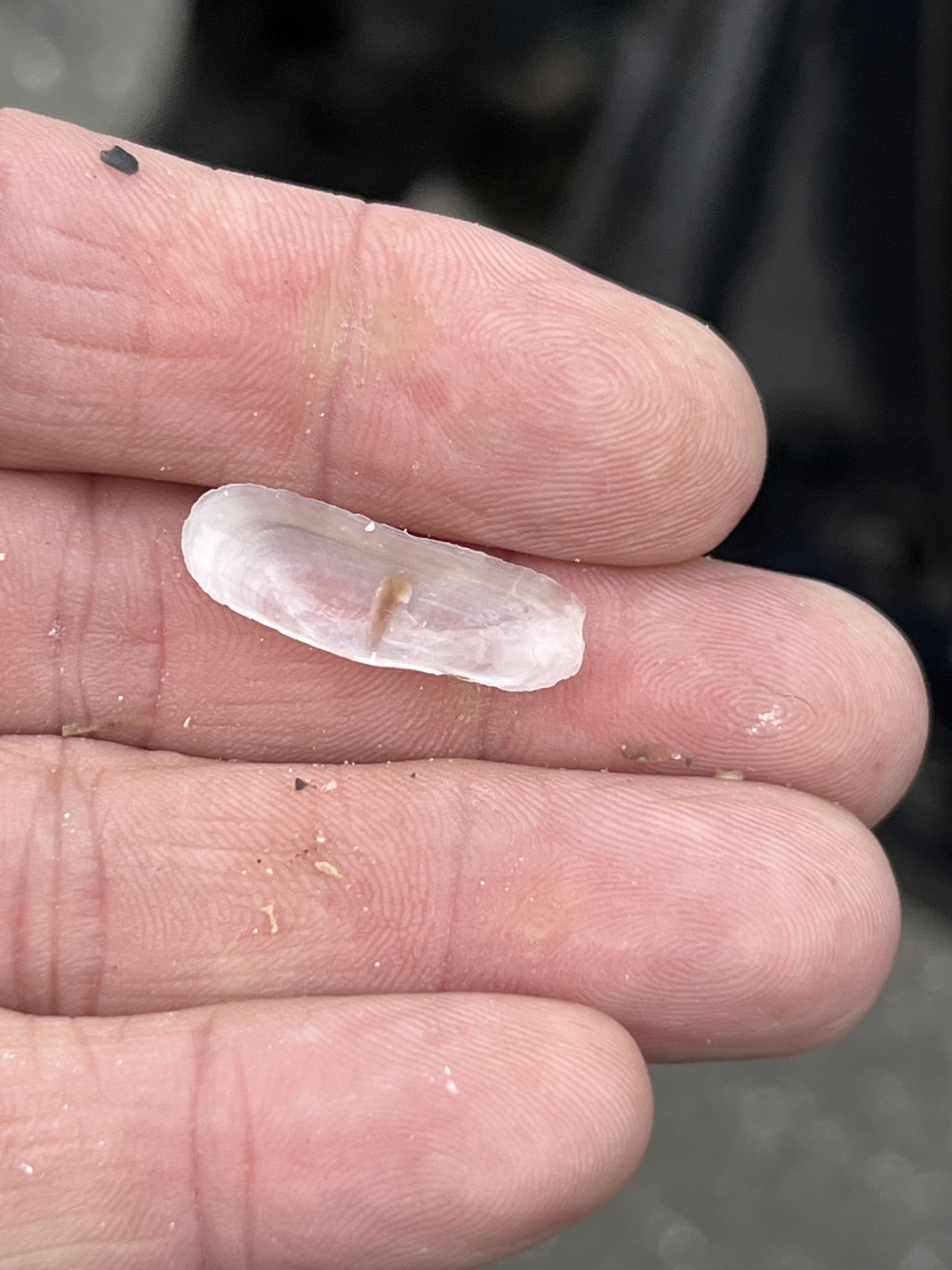 Tagelus divisus (Spengler, 1794)