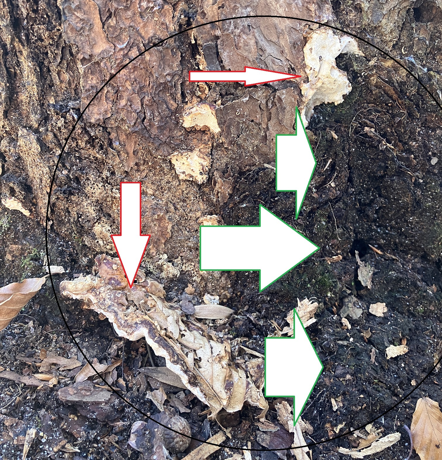 Heterobasidion irregulare Garbel. & Otrosina