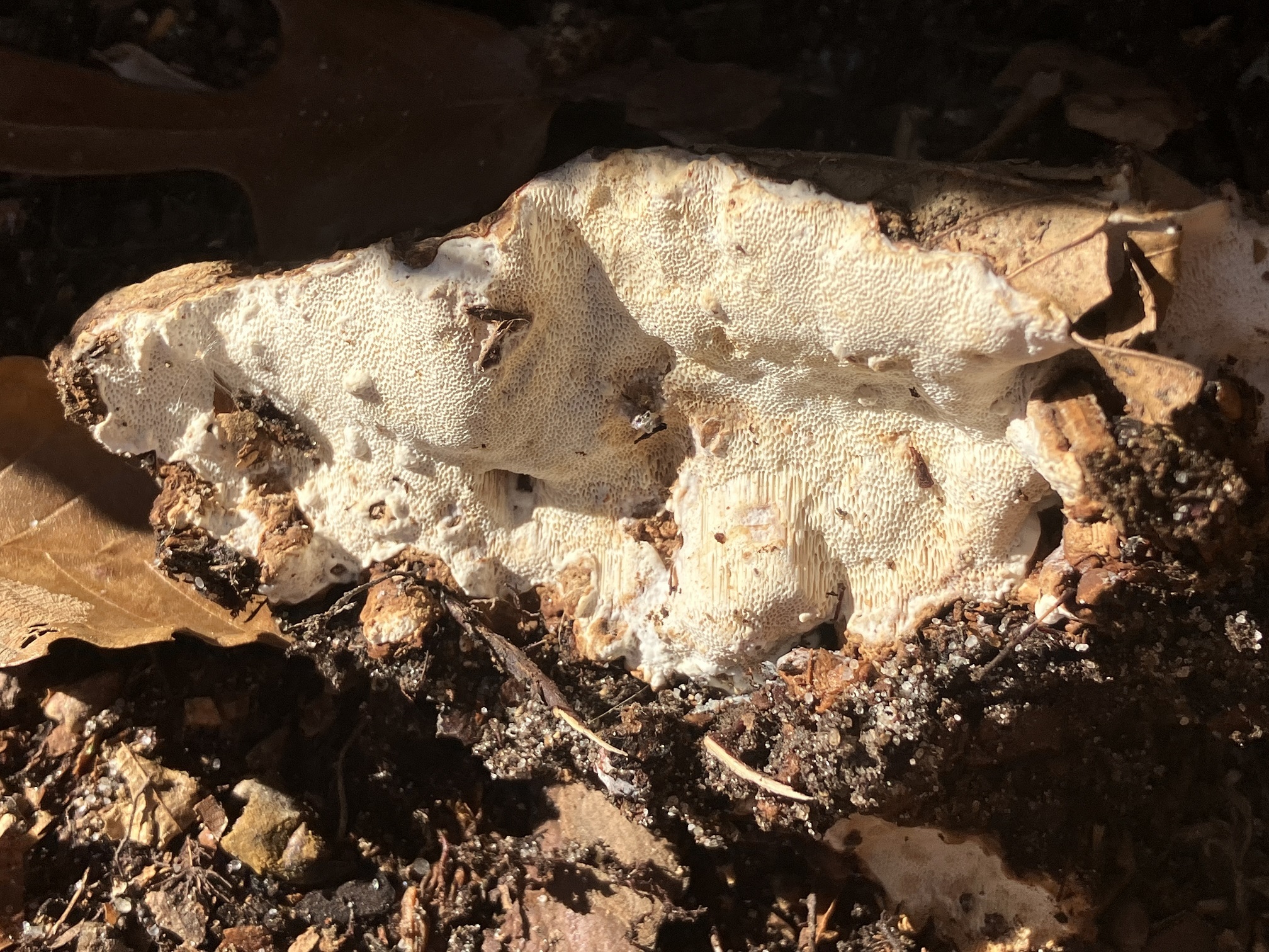 Heterobasidion irregulare Garbel. & Otrosina