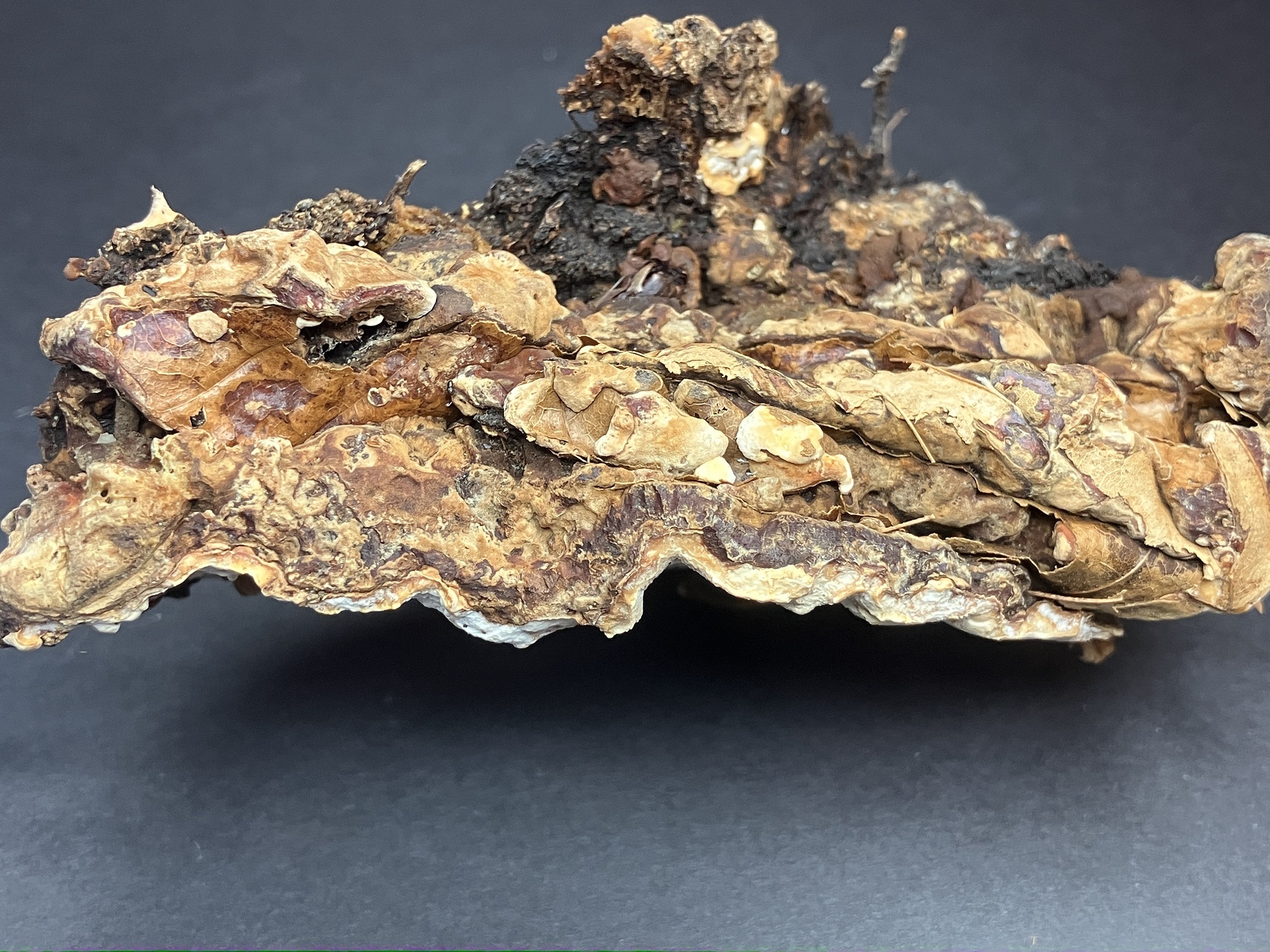 Heterobasidion irregulare Garbel. & Otrosina