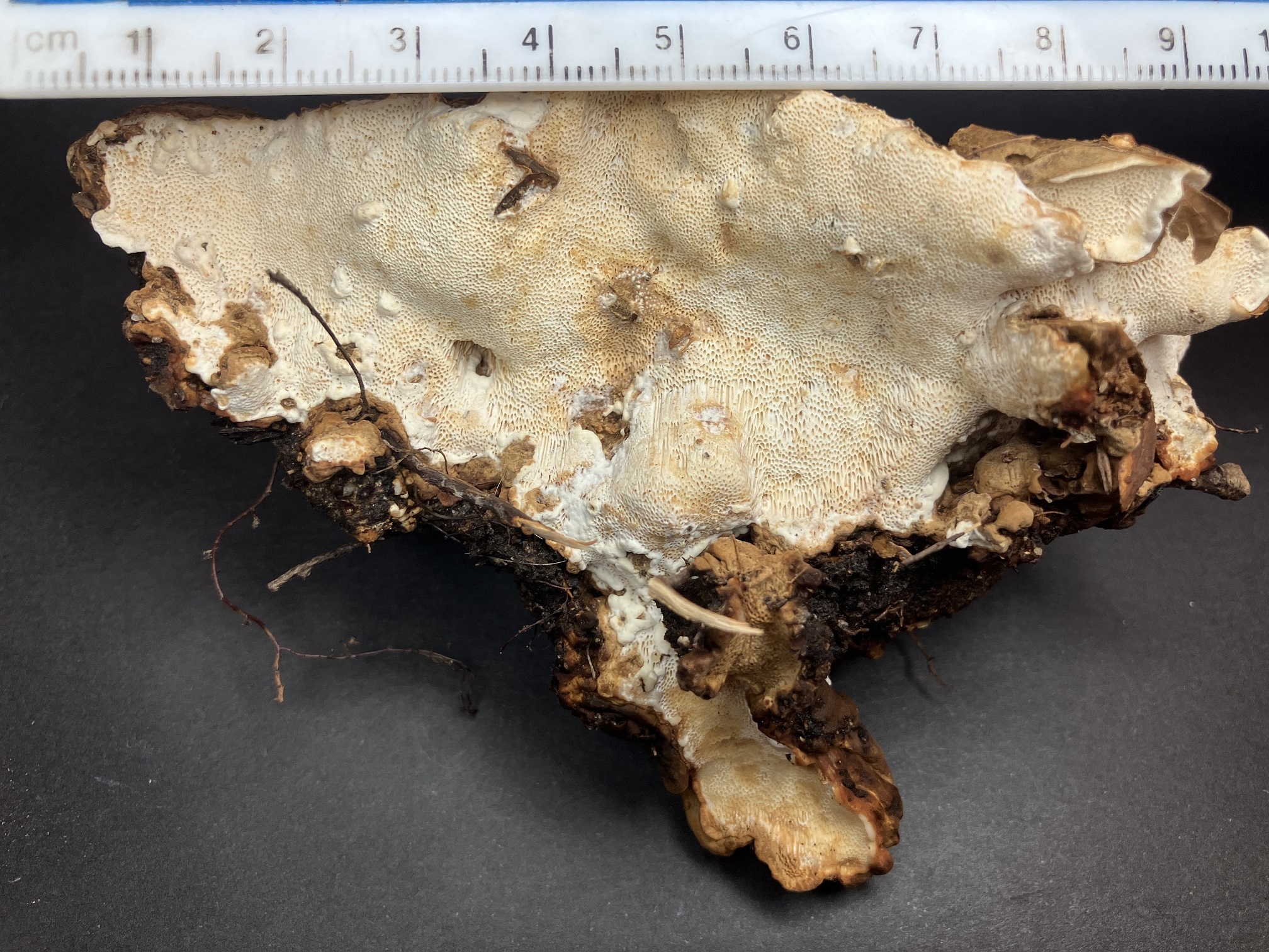 Heterobasidion irregulare Garbel. & Otrosina