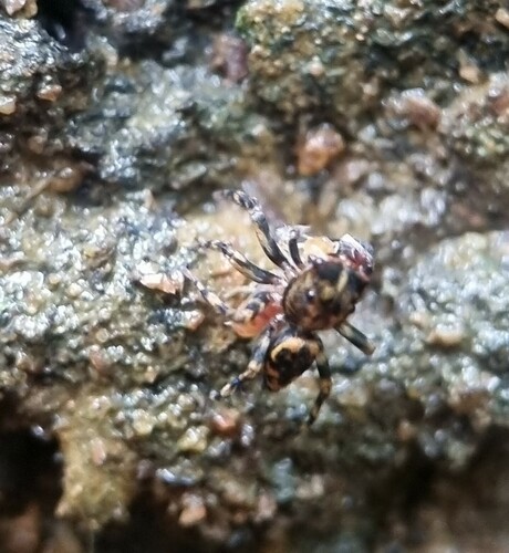 Genus Echeclus · iNaturalist United Kingdom