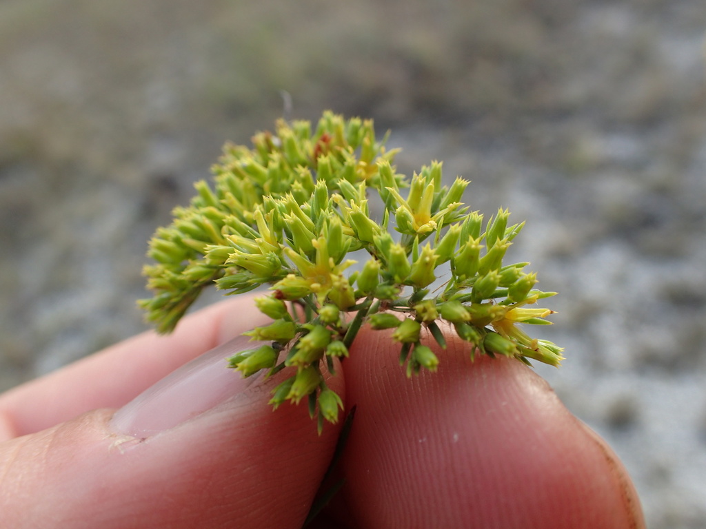 Whitlow-wort (Paronychia virginica) - Botanical Realm