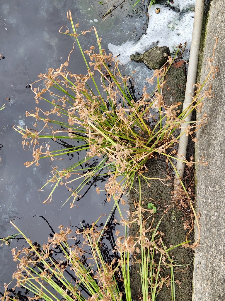 Variable Flatsedge from 台灣雲林縣 on November 25, 2022 at 09:47 AM by 胡正恆 ...