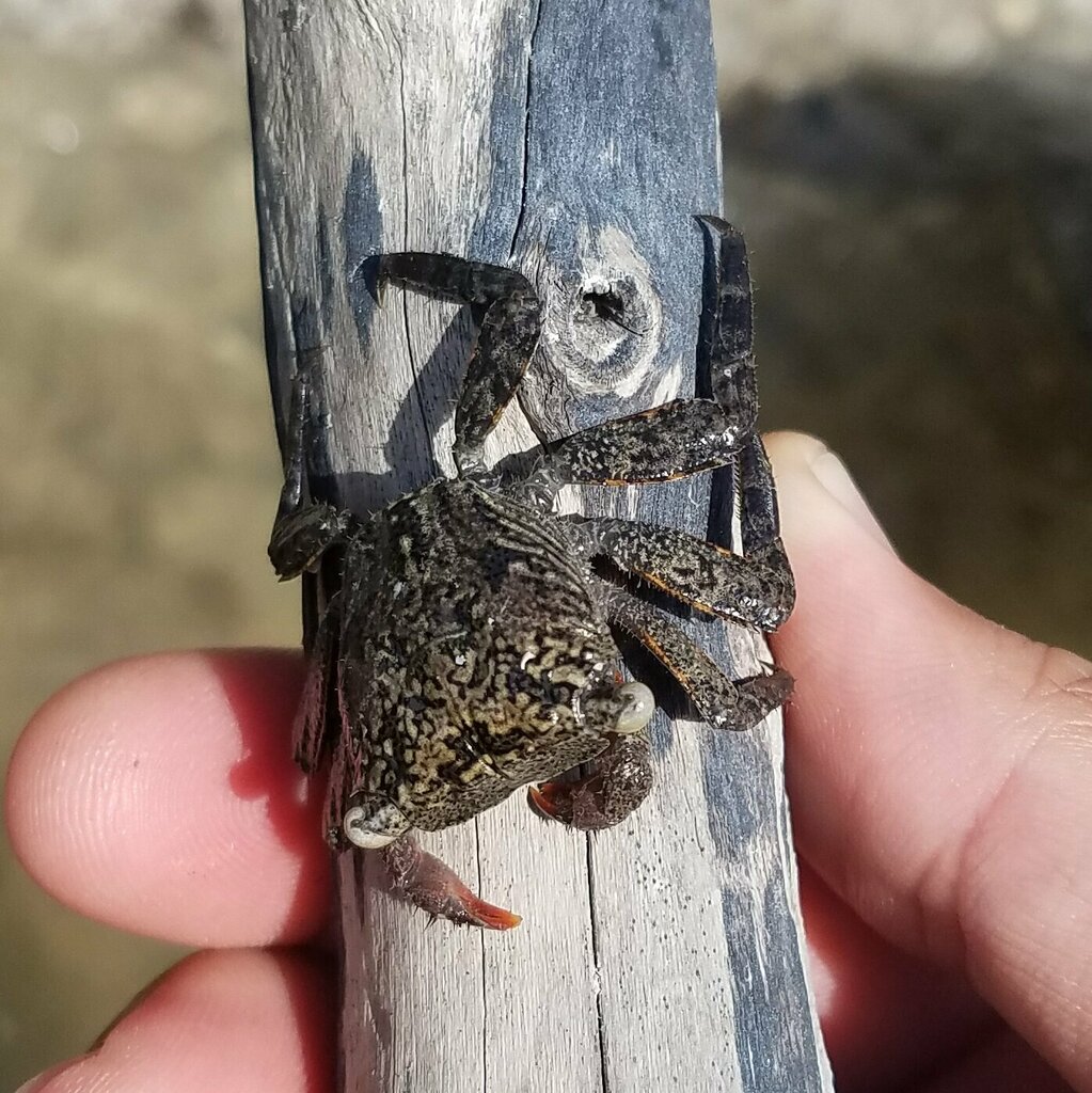 Mangrove Tree Crab from Monroe County, FL, USA on November 23, 2022 at ...