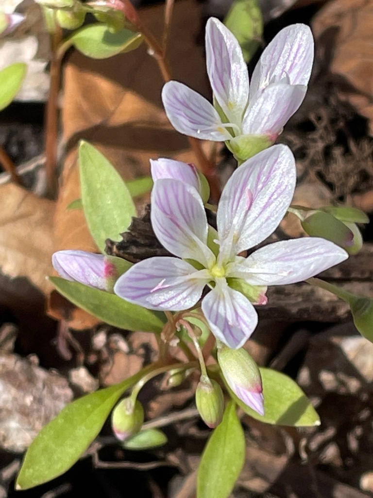 Carolina spring-beauty from Chittenden, Vermont, United States on April ...