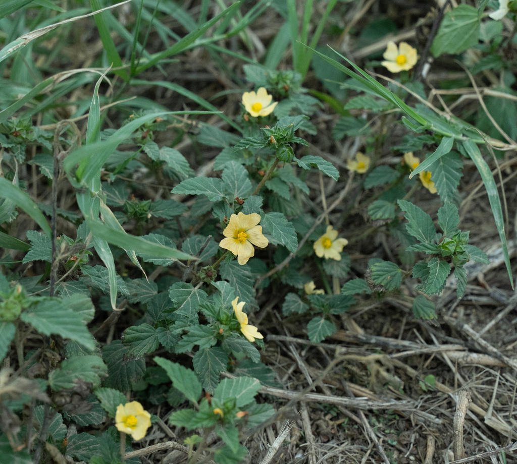 three-lobe false mallow from 台灣澎湖縣 on November 25, 2022 at 02:32 PM by ...
